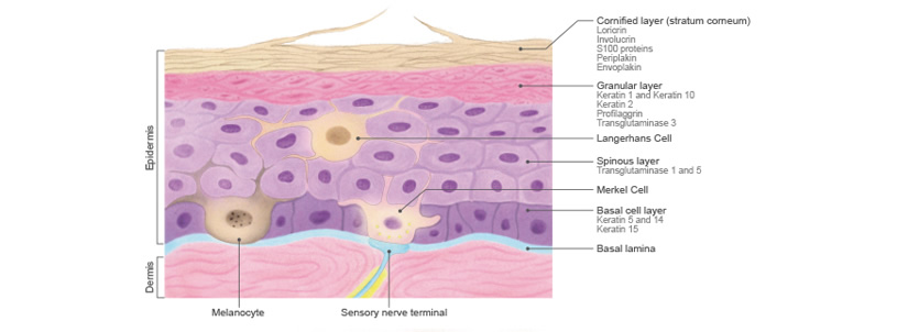 Epidermal Cells Genetex
